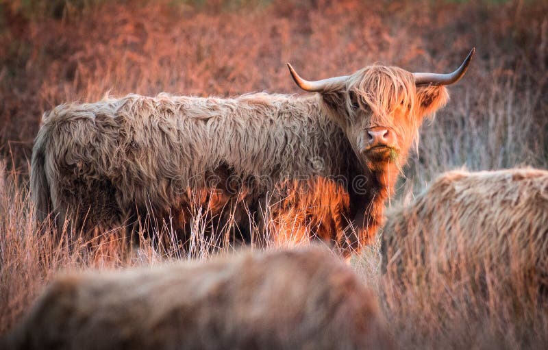 Hoogland Rode Koe stock afbeelding. Image of gebied, hoogland - 60916937