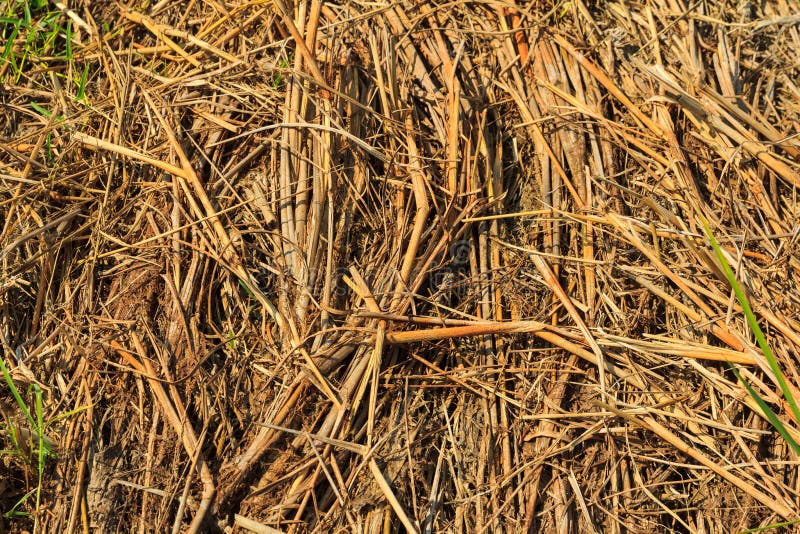 Hooi stock afbeelding. Image of baal, gras, goud, stro - 49158101