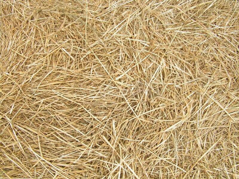 Hooi stock foto. Image of droog, zacht, maai, stro, gras - 5725796