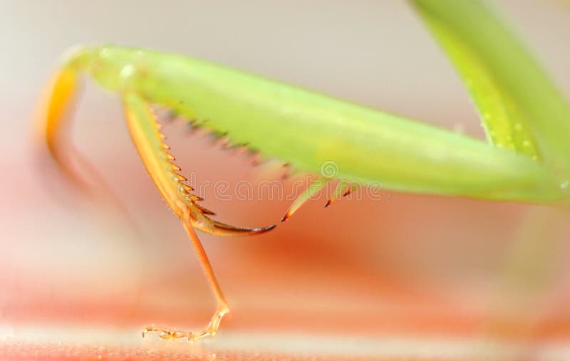 Praying Mantis On Grass, Isolated Stock Image - Image of hanging, life ...