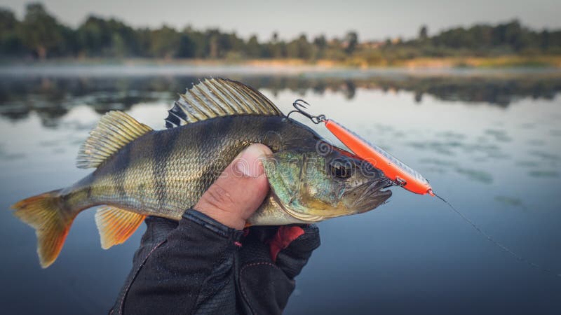 On Hook. Fishing for a Spinning Rod Stock Image - Image of freshwater ...