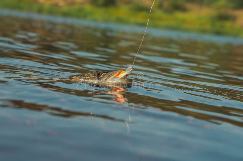 On Hook. Fishing for a Spinning Rod Stock Photo - Image of nature ...