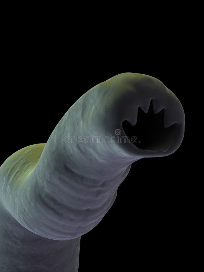 Hook worm stock illustration. Illustration of disease - 5591679
