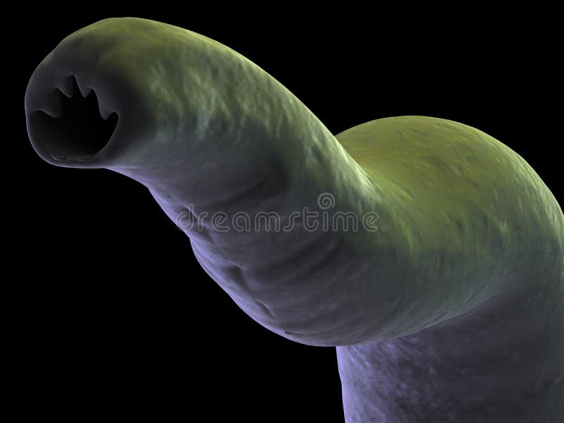 Tapeworm stock illustration. Illustration of render, tapeworm - 10674143