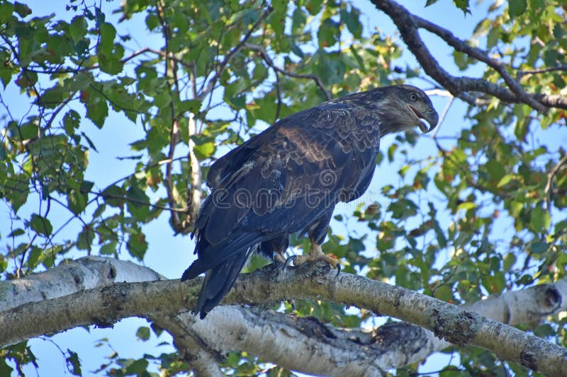 Hooked Beak on a Golden Eagle in a Tree Stock Photo - Image of avian ...