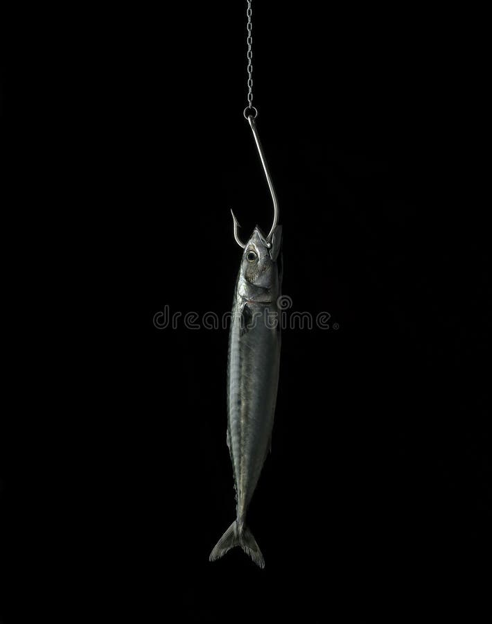 Hooked fish stock image. Image of food, mediterranean - 8852189