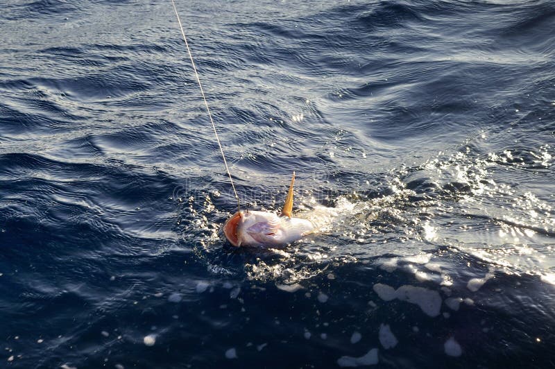 Hooked fish stock image. Image of food, mediterranean - 8852189