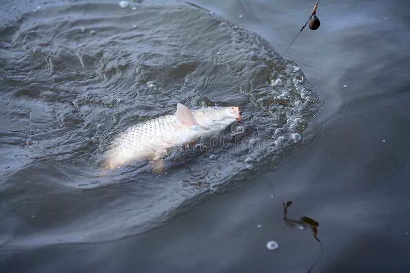 The hooked fish on a hook. stock photo. Image of life - 79256570