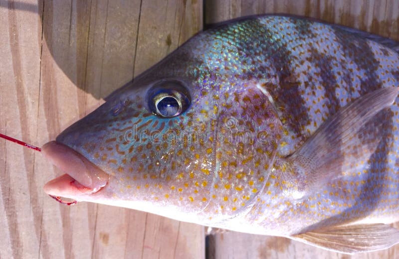 Hooked stock photo. Image of lips, hooked, fins, fish - 73010584