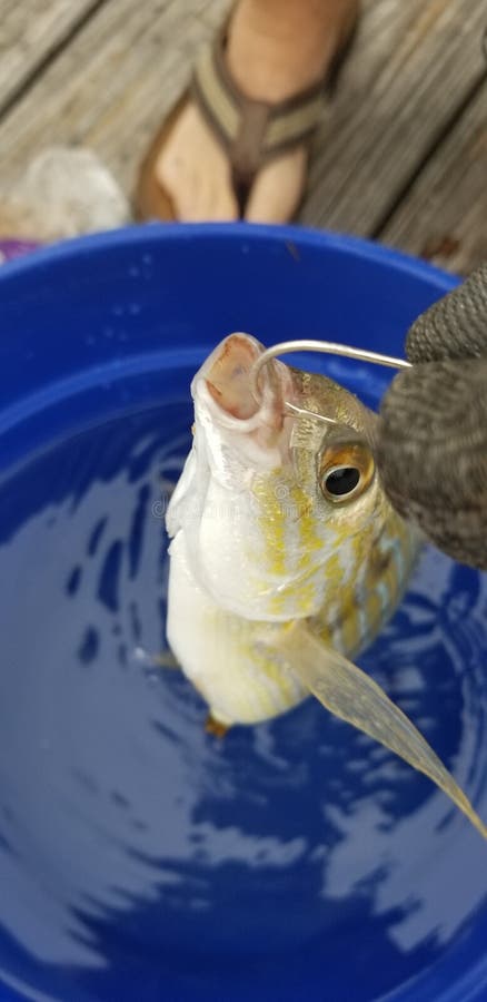 Fish on a line stock photo. Image of river, struggle, line - 2578368