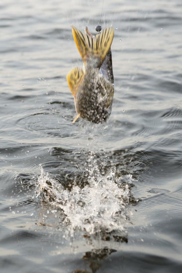 210 Fighting Pike Stock Photos - Free & Royalty-Free Stock Photos from ...