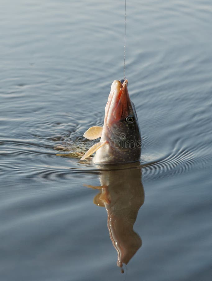 Hooked pike in water stock photo. Image of outdoor, hooked - 46869266