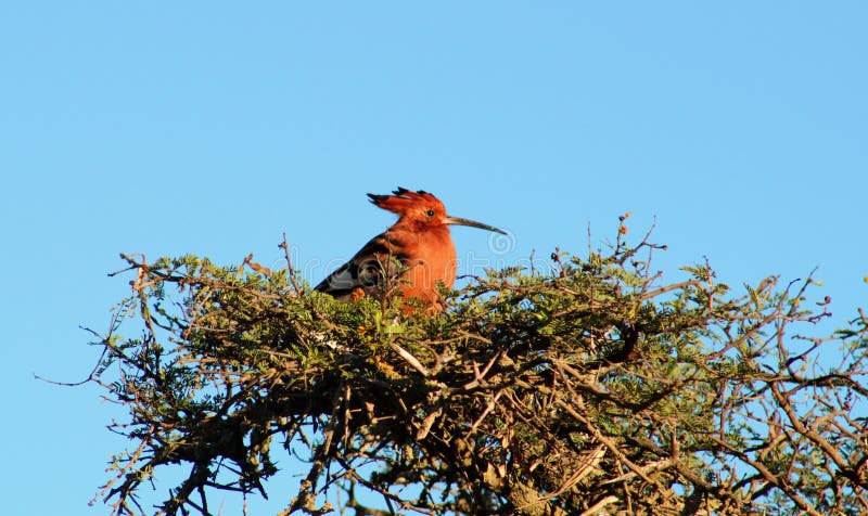 Hoop hoop in a tree stock image. Image of hoop, animal - 238214249