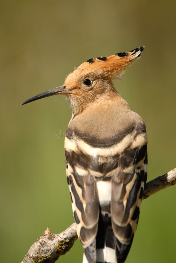 Hoope stock image. Image of hoope, natura, birds, fauna - 18038803