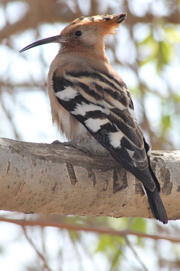 Hoope stock image. Image of hoope, natura, birds, fauna - 18038803