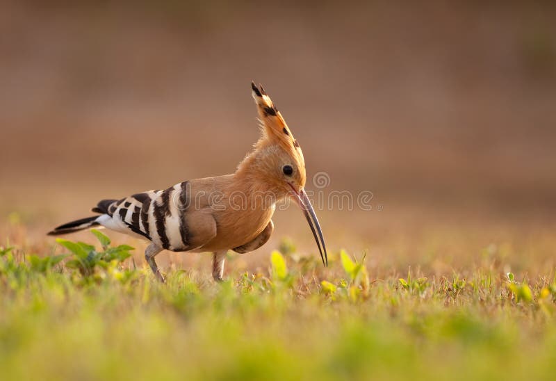 Hoope stock image. Image of hoope, natura, birds, fauna - 18038803
