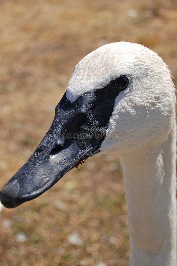 Hooper stock photo. Image of bird, heaven, grace, mute - 1015646