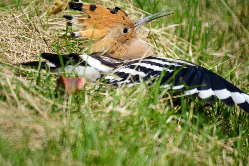 Hoopoe stock photo. Image of animals, long, beak, animal - 21652774