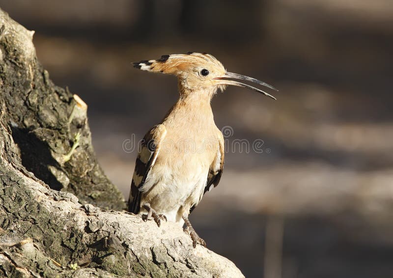 Hoopoe stock image. Image of bird, color, animal, nature - 24530103
