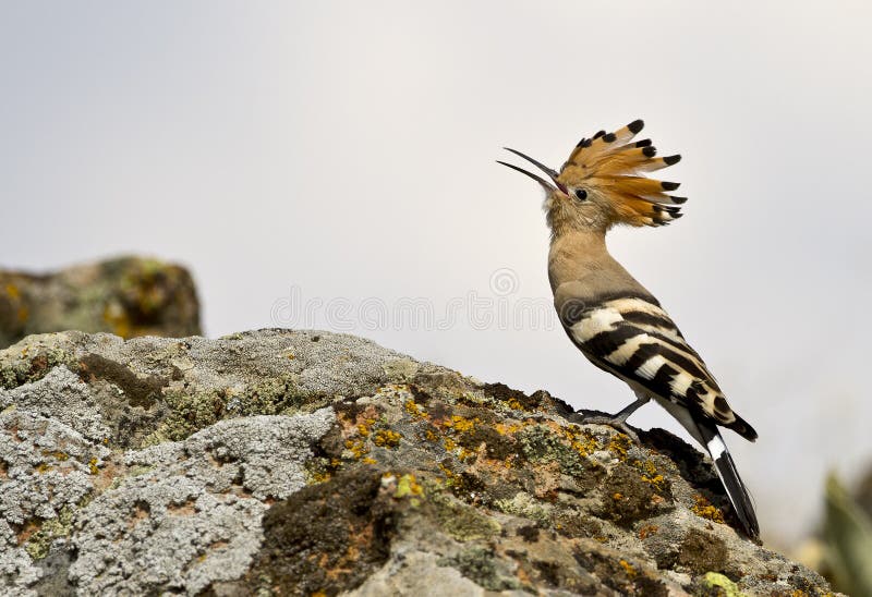 Hoopoe (Upapa epops) stock photo. Image of upapa, feather - 26688628