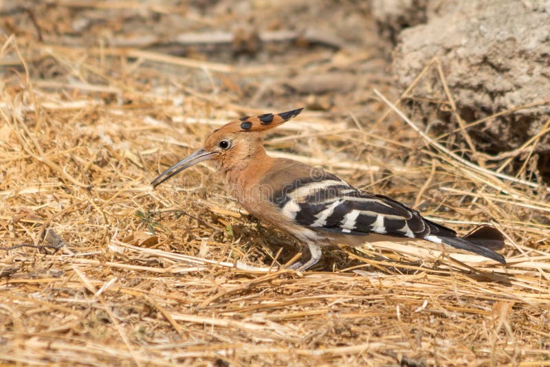 Hoopoe stock photo. Image of nature, bird, feather, colorful - 29380412