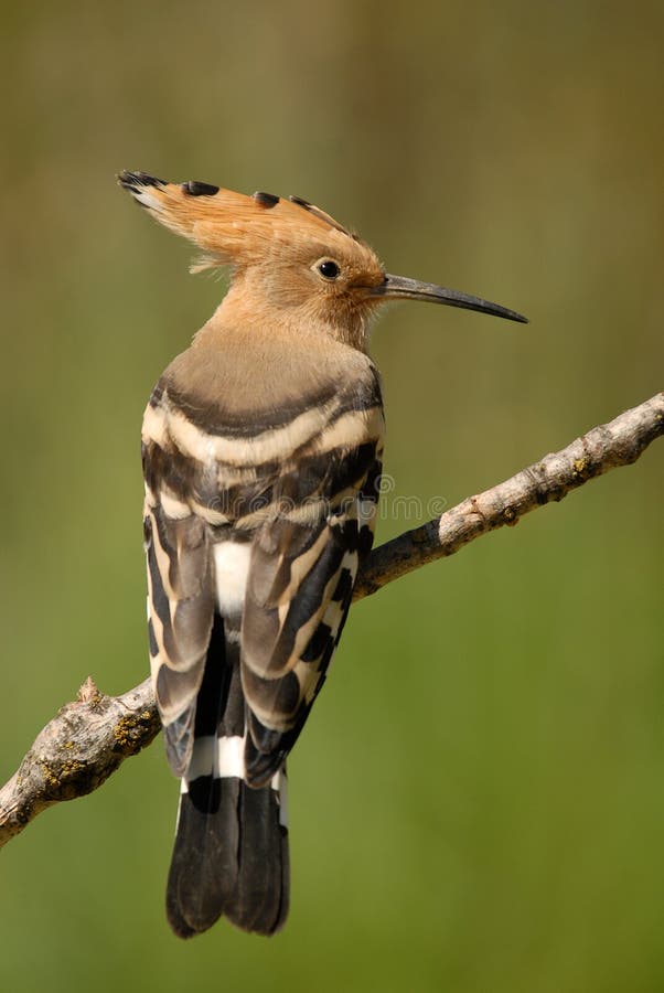 Hoopoe bird stock image. Image of wings, animal, composition - 19020365