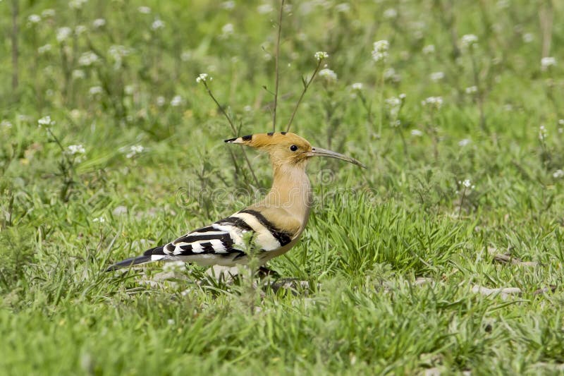 Hoopoe Bird in Natural Habitat Stock Image - Image of colorful, closeup ...