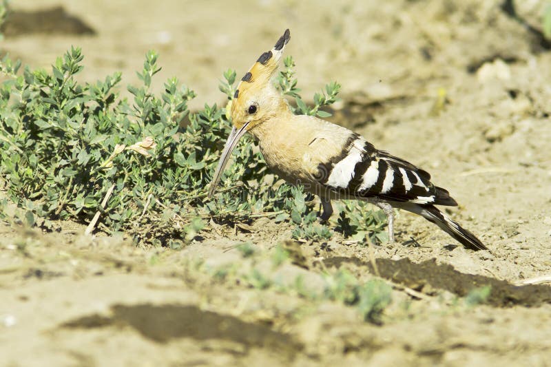 Hoopoe Bird in Natural Habitat (Upupa Epops) Stock Image - Image of ...