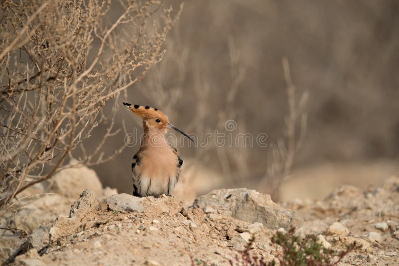 Hoopoe stock image. Image of bill, cropes, creature - 183193531