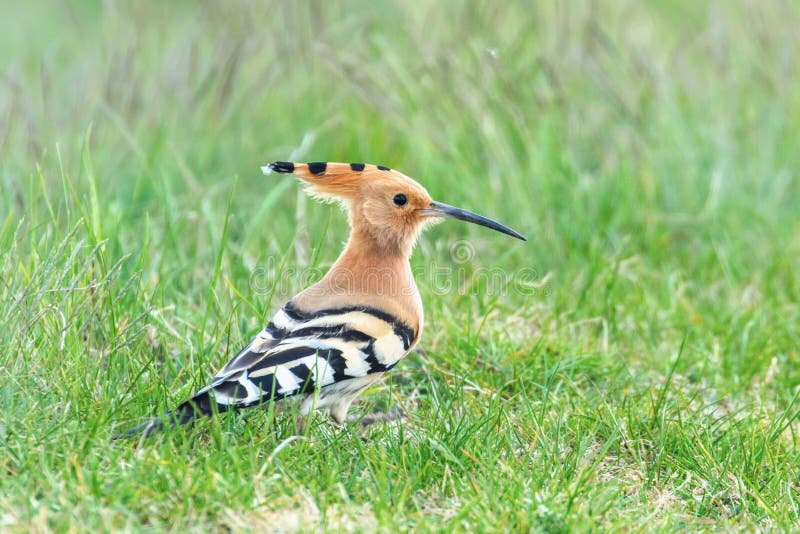 Hoopoe, Common Hoopoe Upupa Epops Eurasian Hoopoe Stock Image - Image ... Hoopoe, Common Hoopoe Upupa Epops Eurasian Hoopoe Stock Image - Image ...