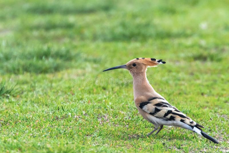 Hoopoe, Common Hoopoe Upupa Epops Eurasian Hoopoe Stock Photo - Image ...