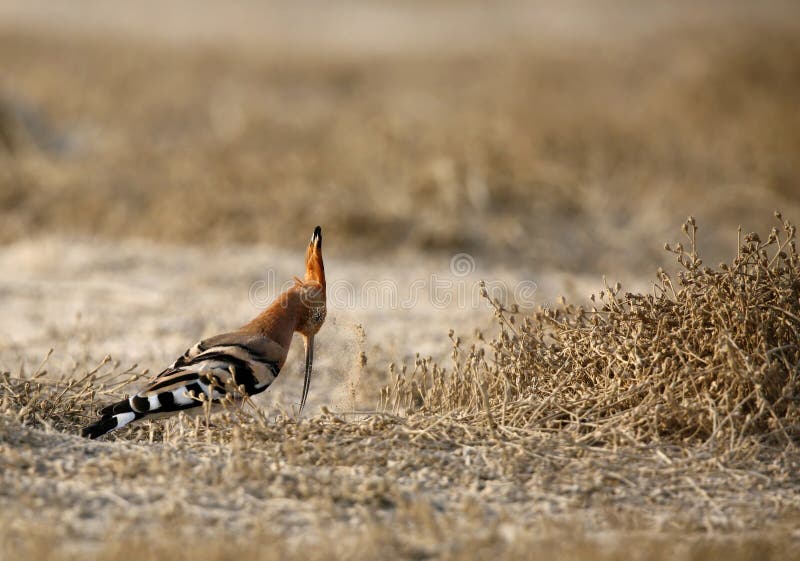 Hoopoe digging sand stock image. Image of colorful, upupa - 72903067