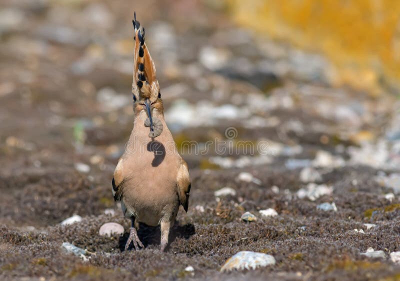 Hoopoe Shot in Face with Food in Beak Stock Photo - Image of beak, bird ...