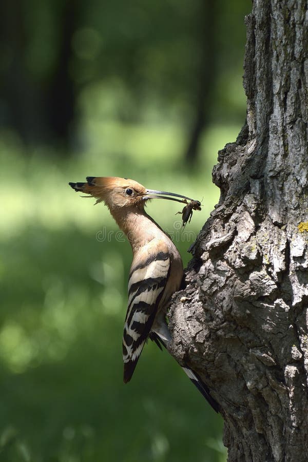Hoopoe feeding stock image. Image of green, habitat, insect - 61315623