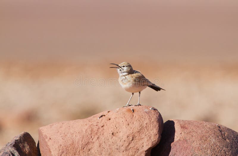 Hoopoe Lark in the desert stock image. Image of close - 46168949