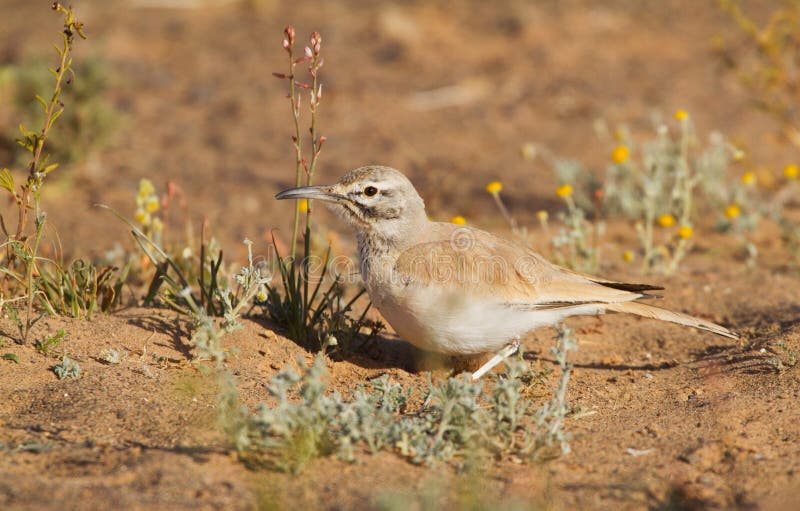 Hoopoe Lark in the desert stock image. Image of displaying - 46168951