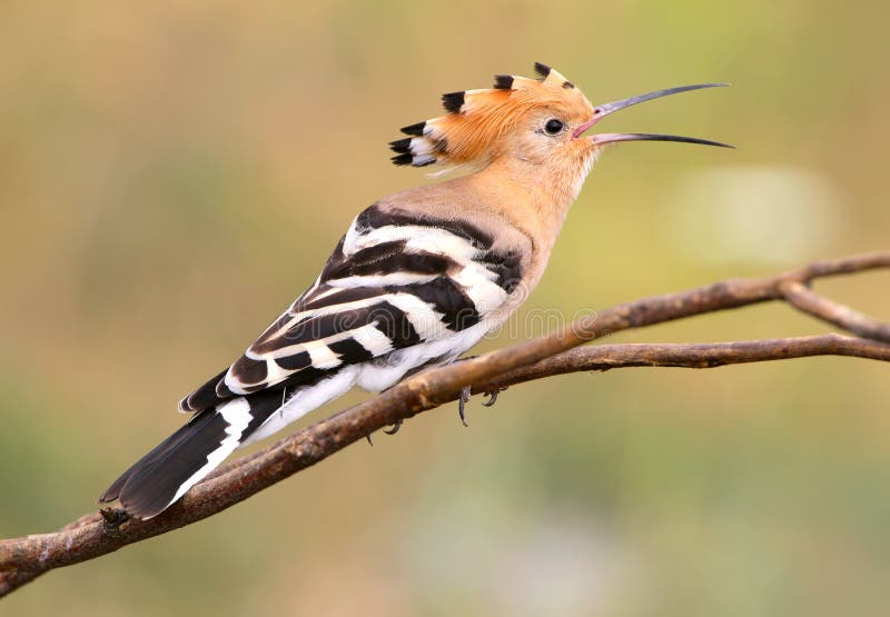 Hoopoe open the beak. stock image. Image of song, female - 96391763