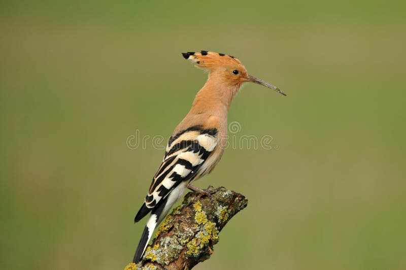 A hoopoe stock image. Image of trunk, legs, animals, cute - 41457525