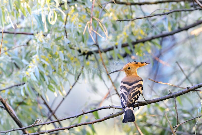 Feeding stock photo. Image of epops, upupidae, animals - 55749488