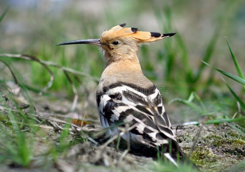 Hoopoe ( Upupa epops ) stock image. Image of wildlife - 3861941