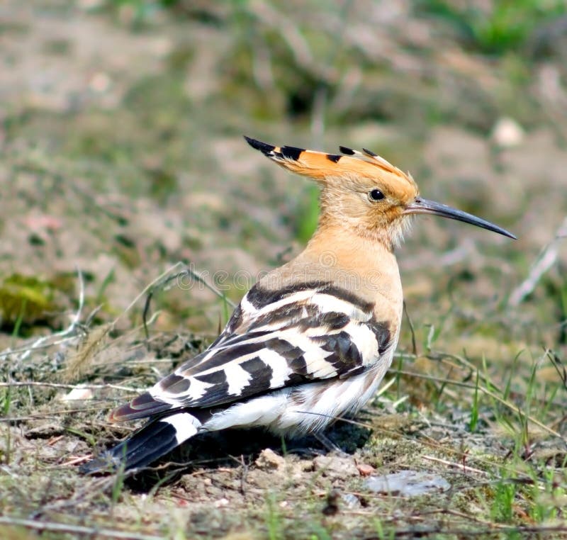 Hoopoe ( Upupa epops ) stock photo. Image of bright, crested - 3908180