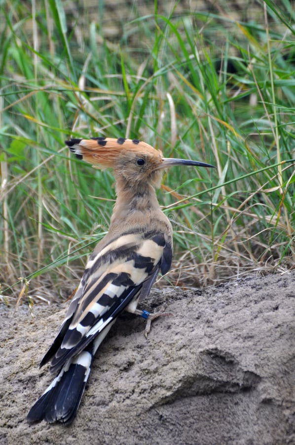 Common hoopoe stock image. Image of beak, crested, national - 19690531