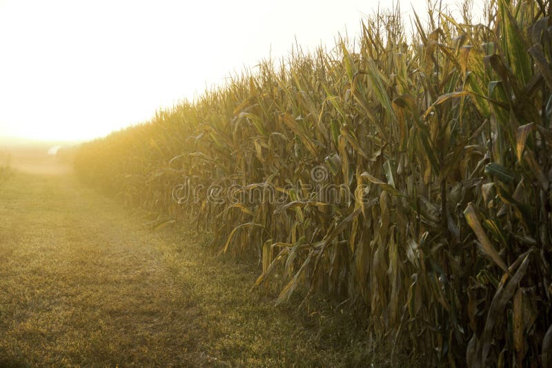 244 Indiana Cornfield Stock Photos - Free & Royalty-Free Stock Photos ...