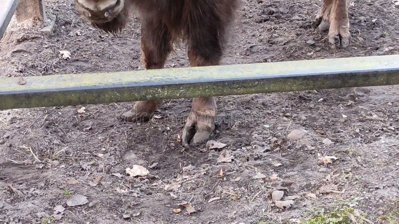 Hooves of a Bison Standing in the Mud Close-up Stock Photo - Image of ...