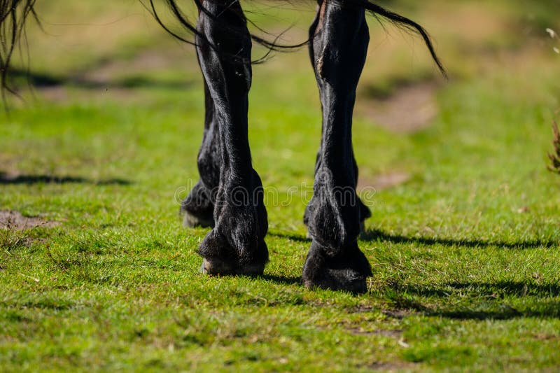 Hooves of a Black Horse in Grass.. Stock Photo - Image of white, horse ...