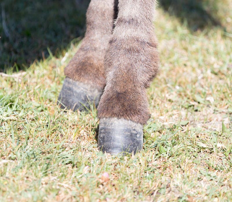 Donkey foot stock image. Image of donkey, closeup, details - 6149979