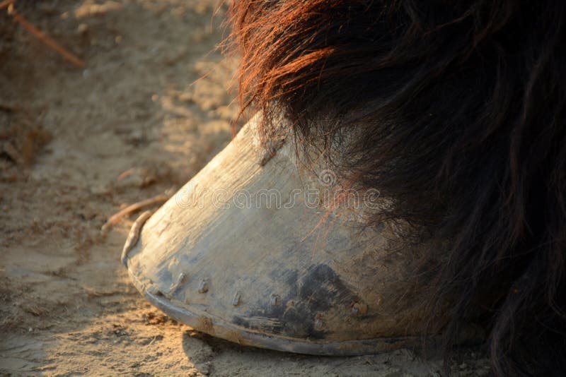 Hooves of a Draft Horse Close Up Stock Image - Image of sunshine ...