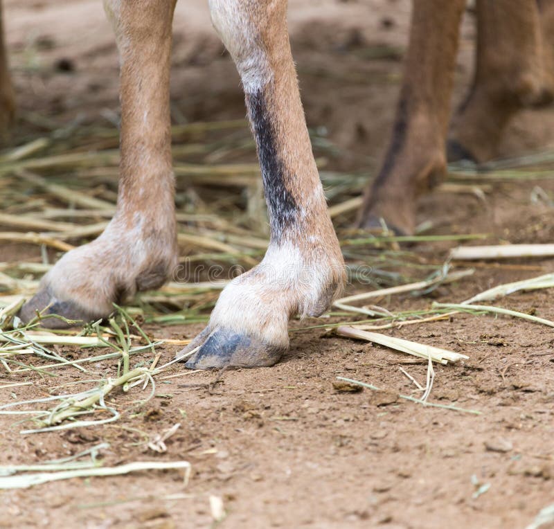 Hooves stock photo. Image of horse, clay, fast, dirt - 101048000