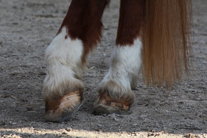 Black Horse Hooves Stock Photos - Download 808 Royalty Free Photos