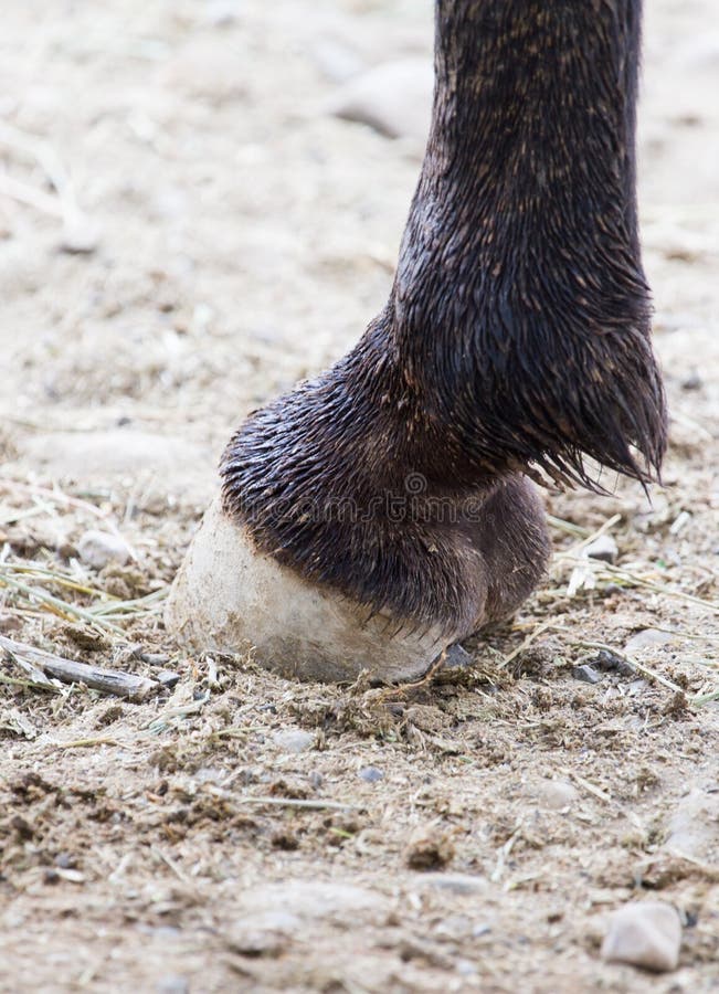 Hooves stock image. Image of close, farm, hoof, knuckle - 101327691
